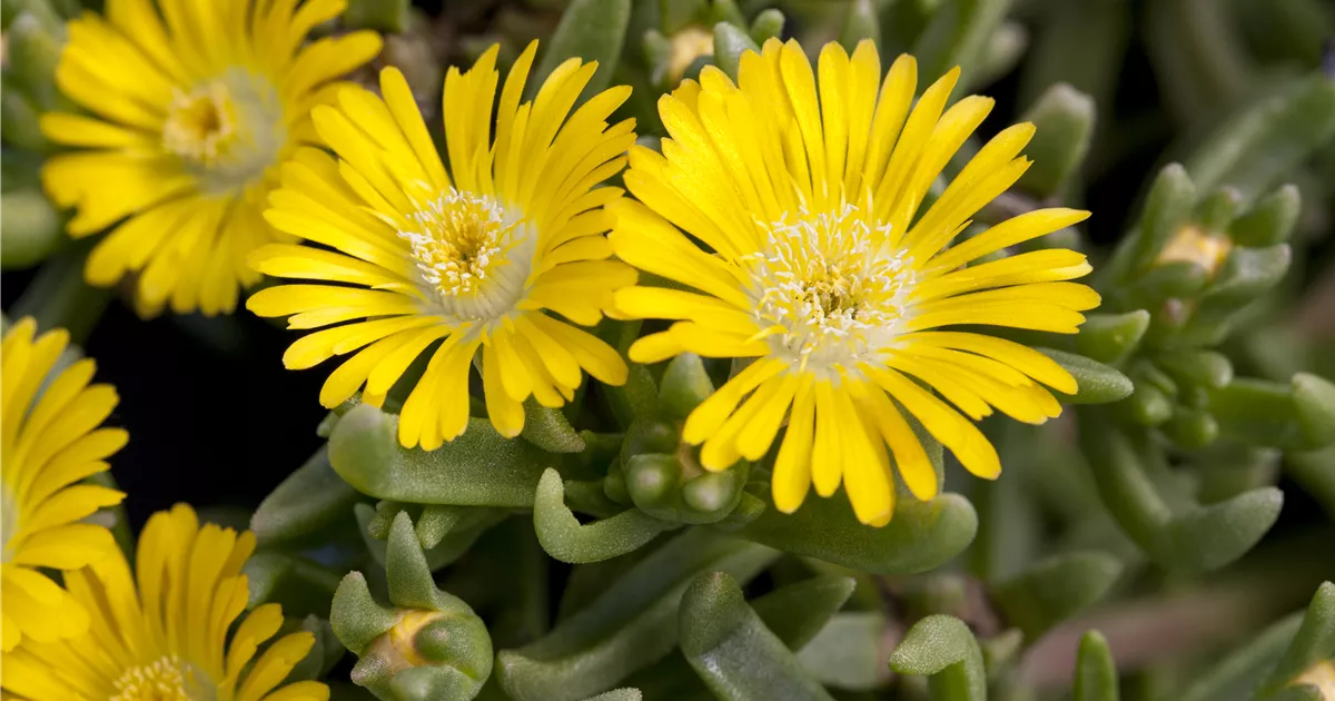 Winterharte Eisblumen (Delosperma congesta) für den Steingarten ...