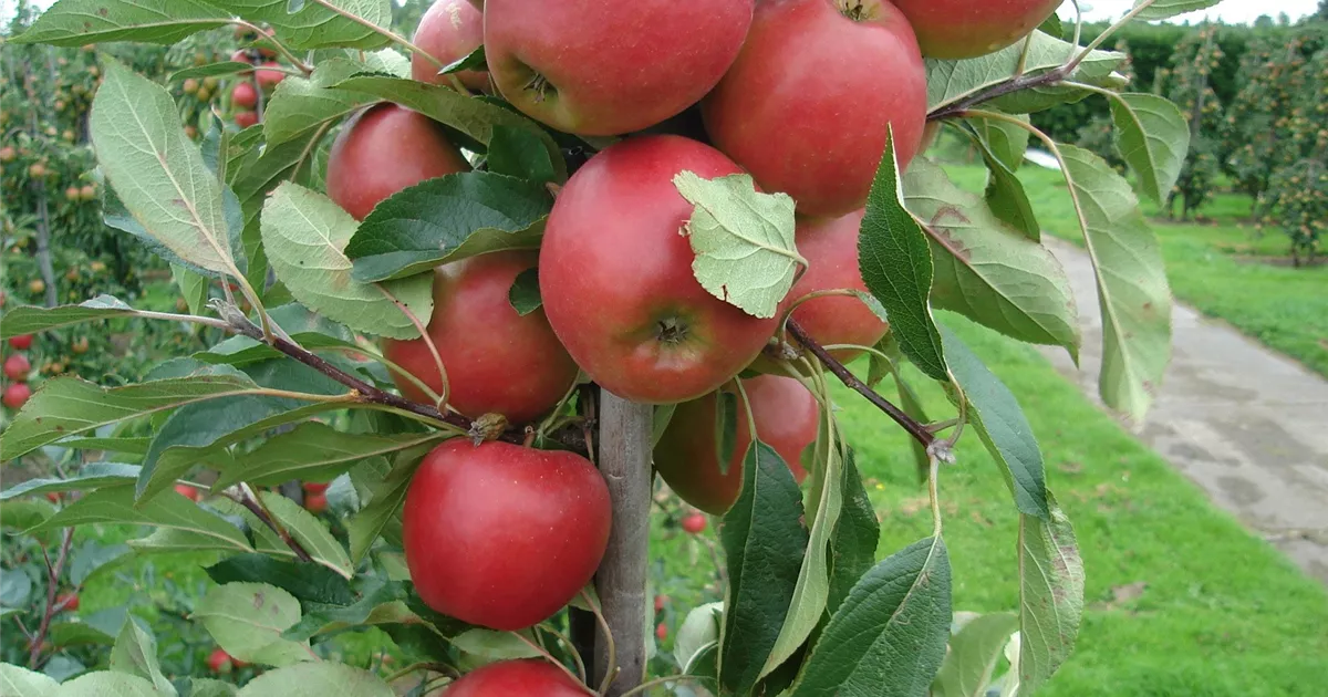 Malus domestica Elstar Zweeren Elrosa®, Apfel Elstar Zweeren Elrosa ...