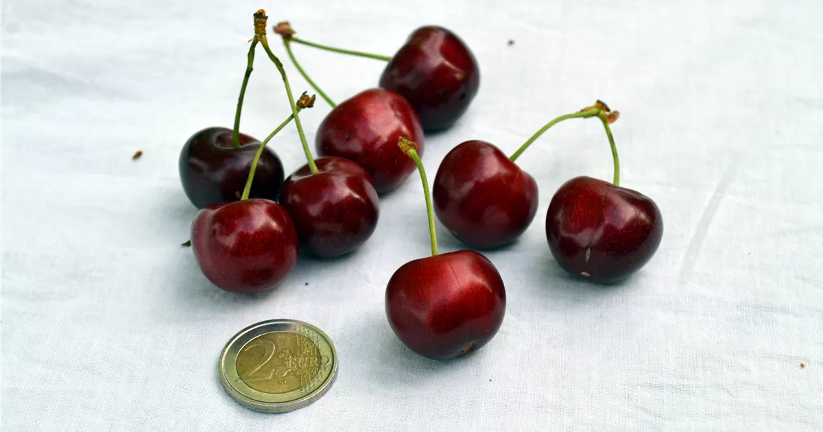 Prunus avium Bellise ®, Süßkirsche Bellise ® - Ganter OHG